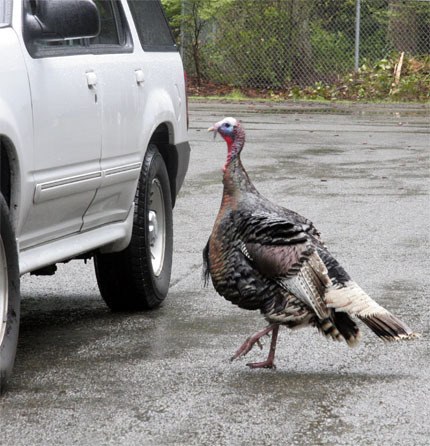 Lurking turkey pecking on North Bend neighborhood | Snoqualmie Valley ...