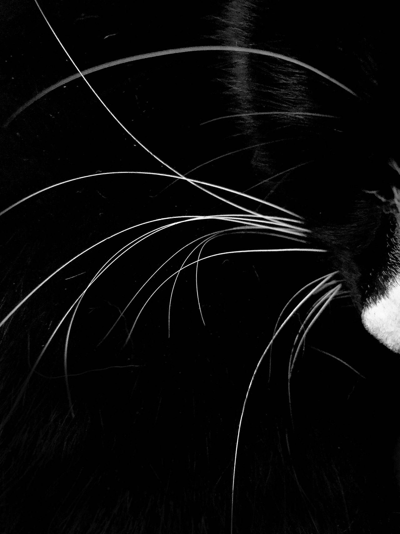 Mount Si students have outstanding showing at state photography contest ...