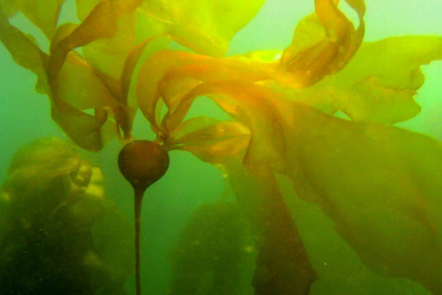 Southern Sound kelp are in a pinch | Snoqualmie Valley Record