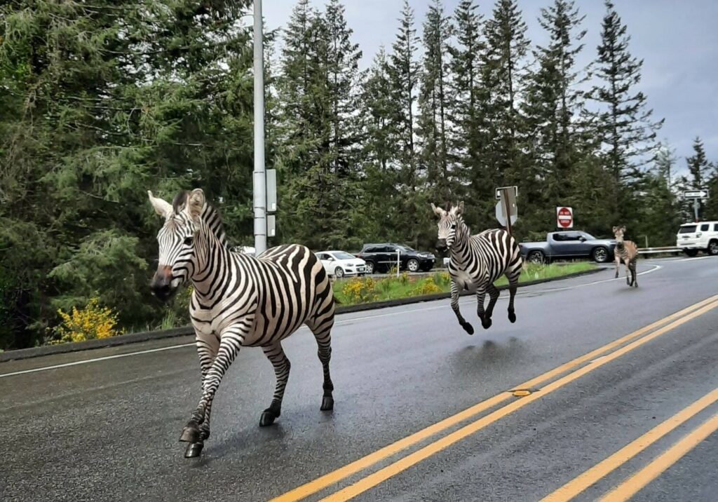 One of four zebras remains missing following North Bend escape ...