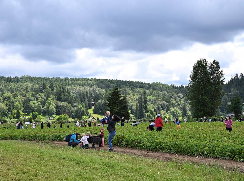 Where to pick berries and more in the Snoqualmie Valley | Snoqualmie ...